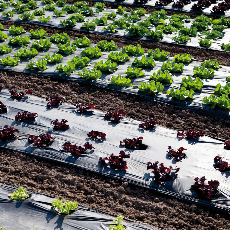 Agricultural Packaging • Solemba
